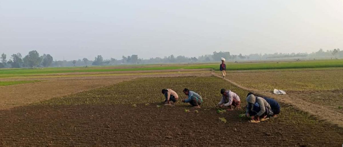 পাবনার বিভিন্ন এলাকায় বিশ্বখ্যাত দেশি জাতের পেঁয়াজ রোপণে ব্যস্ত ...